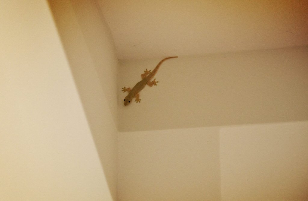 The House Gecko (reptile)