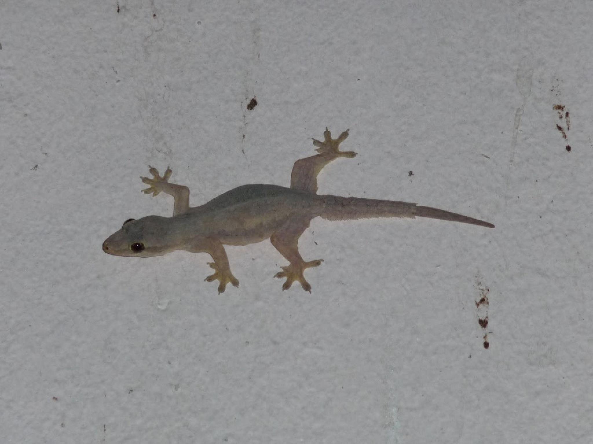 Types Of House Lizards The Types Of Lizards Found In Florida | Animals