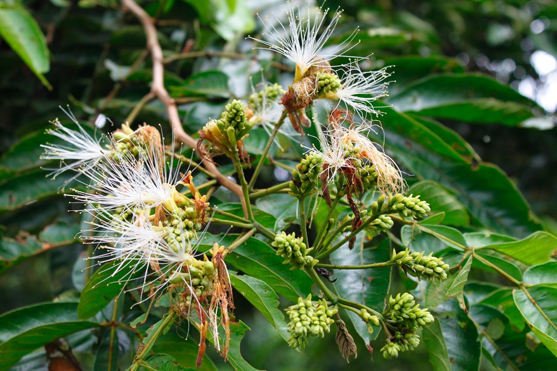 Ice Cream Bean Tree (Guaba caite) - Inga spectabilis