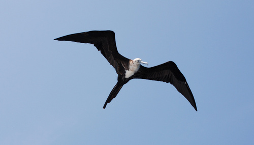 frigate bird size