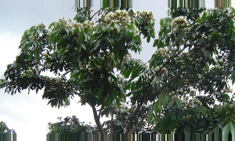 Monkey Tail (Guaba chilillo) - Inga edulis