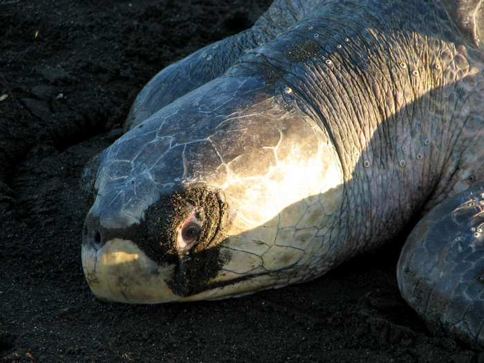 Olive Ridley Sea Turtle