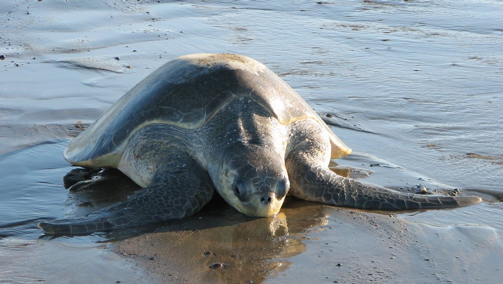 Olive Ridley Sea Turtle