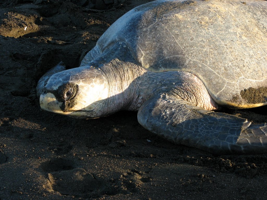 Olive Ridley Sea Turtle