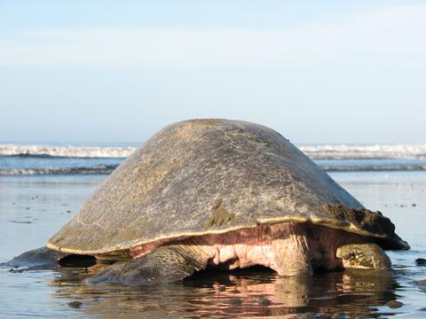 Olive Ridley Sea Turtle