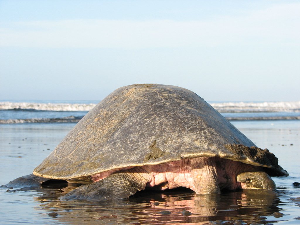 Olive Ridley Sea Turtle