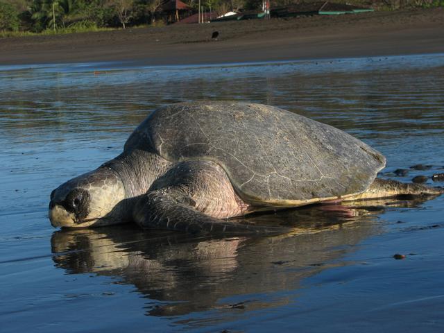Olive Ridley Sea Turtle
