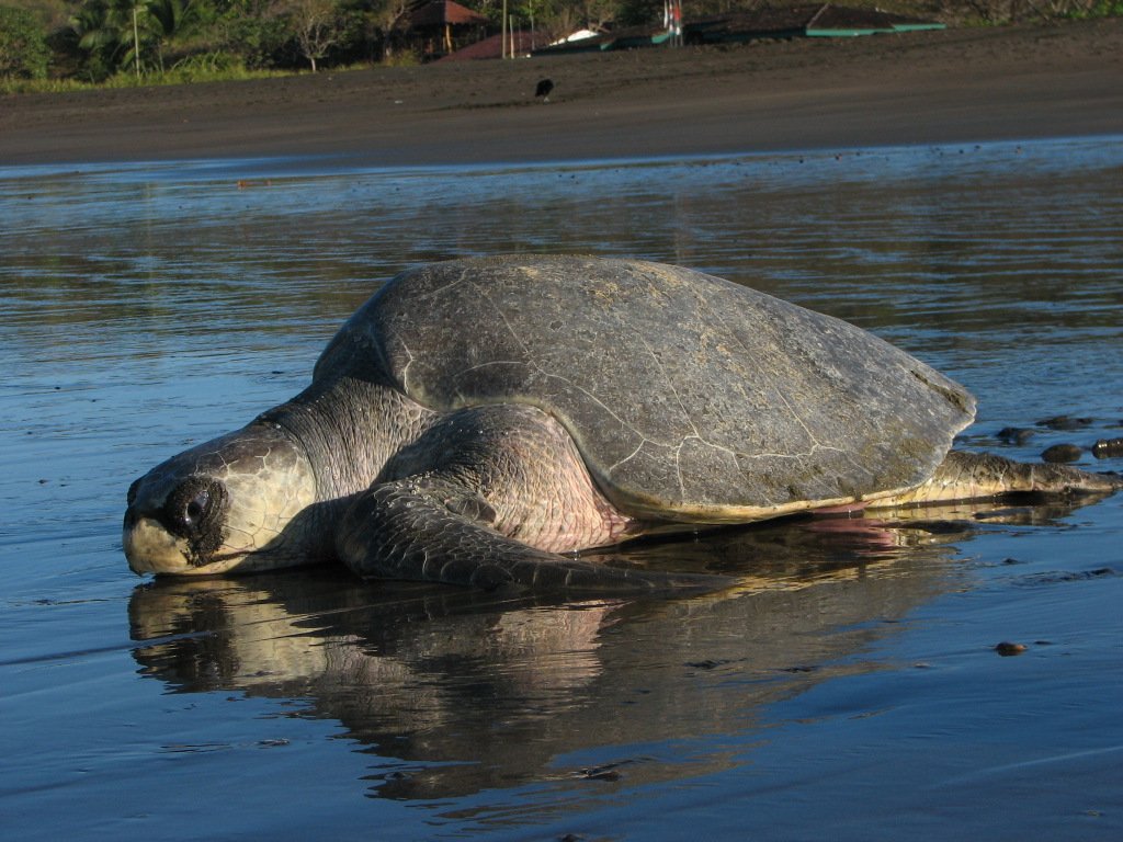 Olive Ridley Sea Turtle
