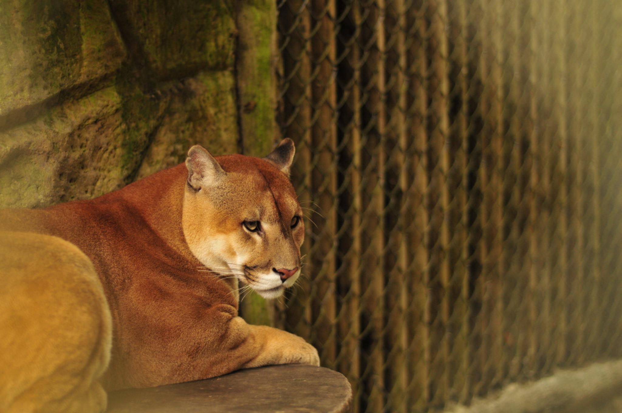 Puma, Costa Rica - information, where to see it, and photos