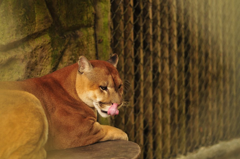 The Puma - Mammal, Felidae