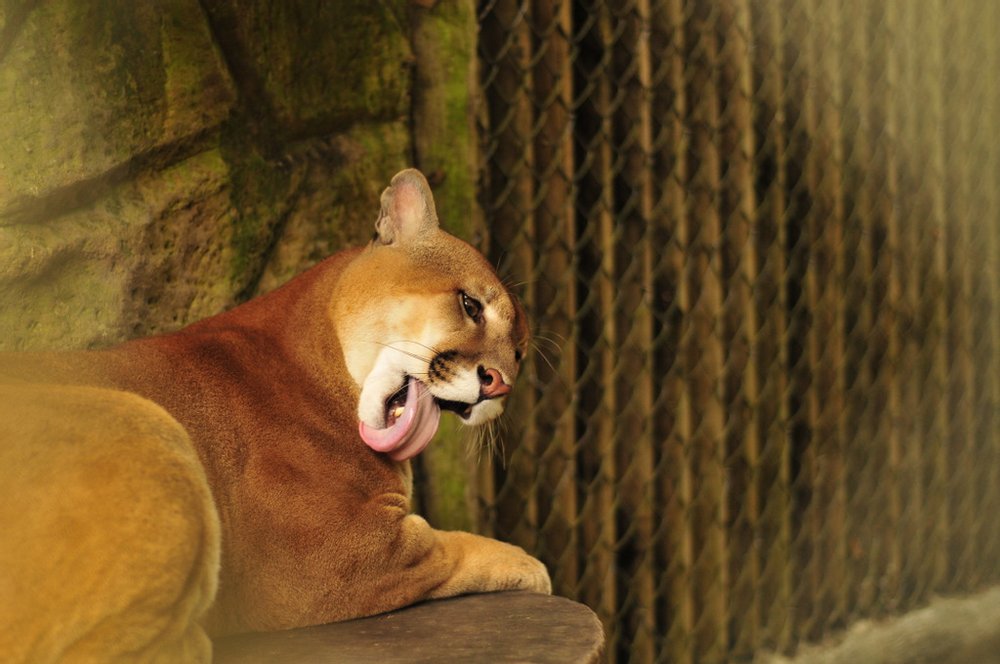 The Puma - Mammal, Felidae