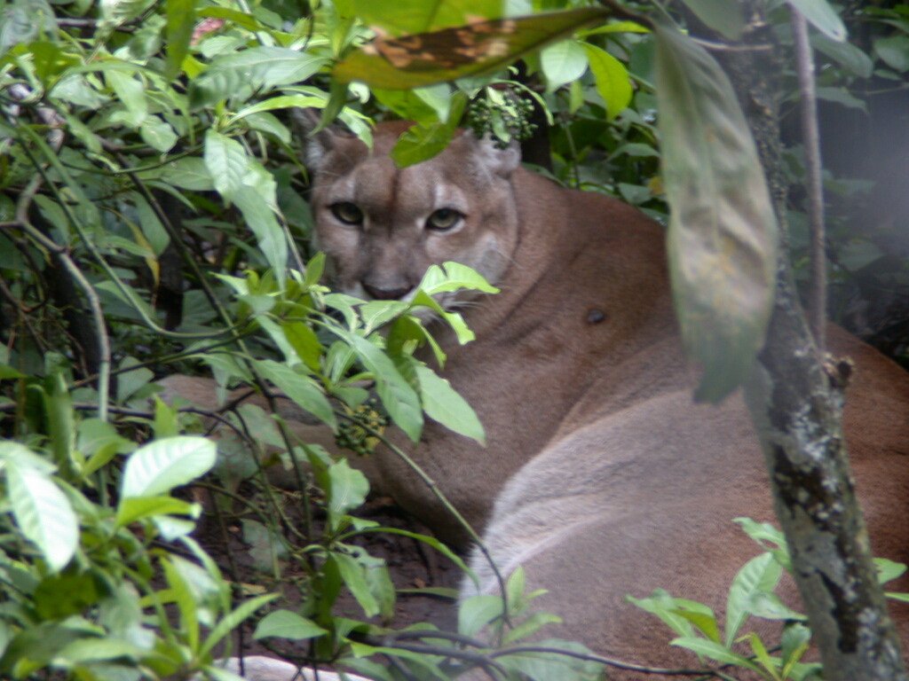 The Puma - Mammal, Felidae