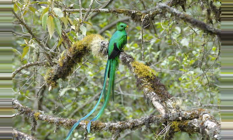 Resplendent Quetzal , Costa Rica