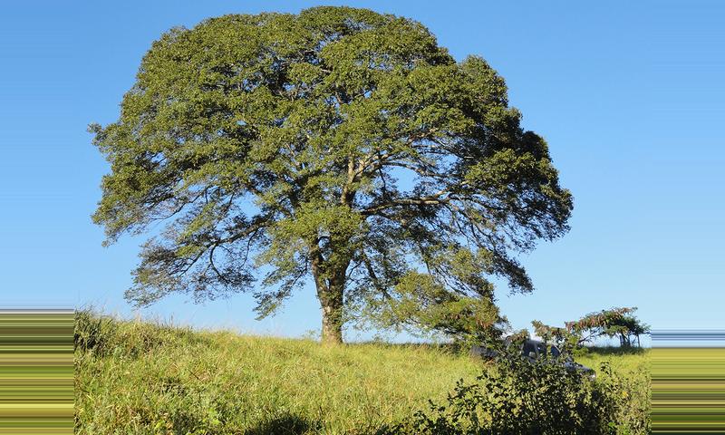 Stinking Toe (Guapinol) – Hymenaea courbaril