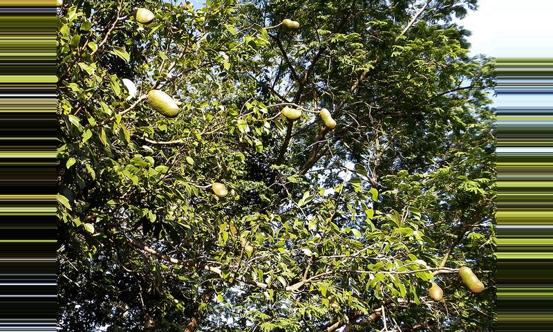 Stinking Toe (Guapinol) – Hymenaea courbaril