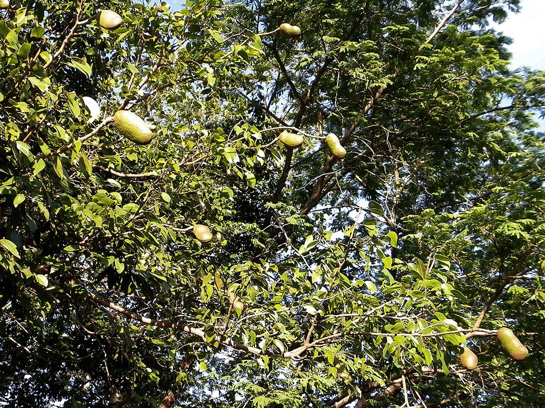 Stinking Toe (Guapinol) – Hymenaea courbaril