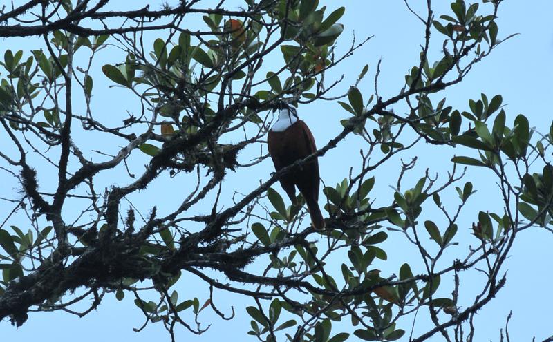 Three-Wattled Bellbird
