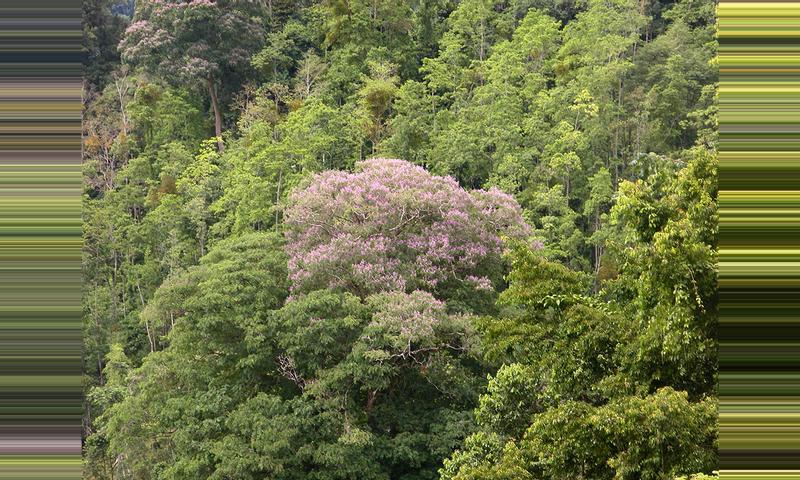 Tonka Bean Tree - Dipteryx odorata