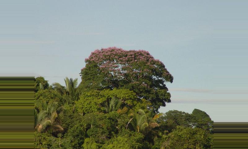 Tonka Bean Tree - Dipteryx odorata