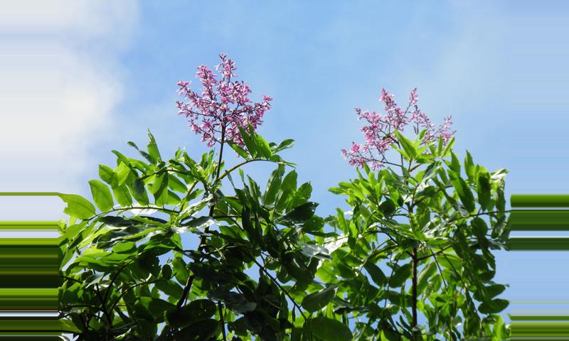 Tonka Bean Tree - Dipteryx odorata