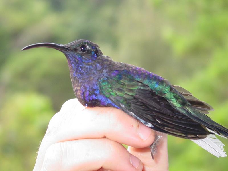 The Violet Sabrewing
