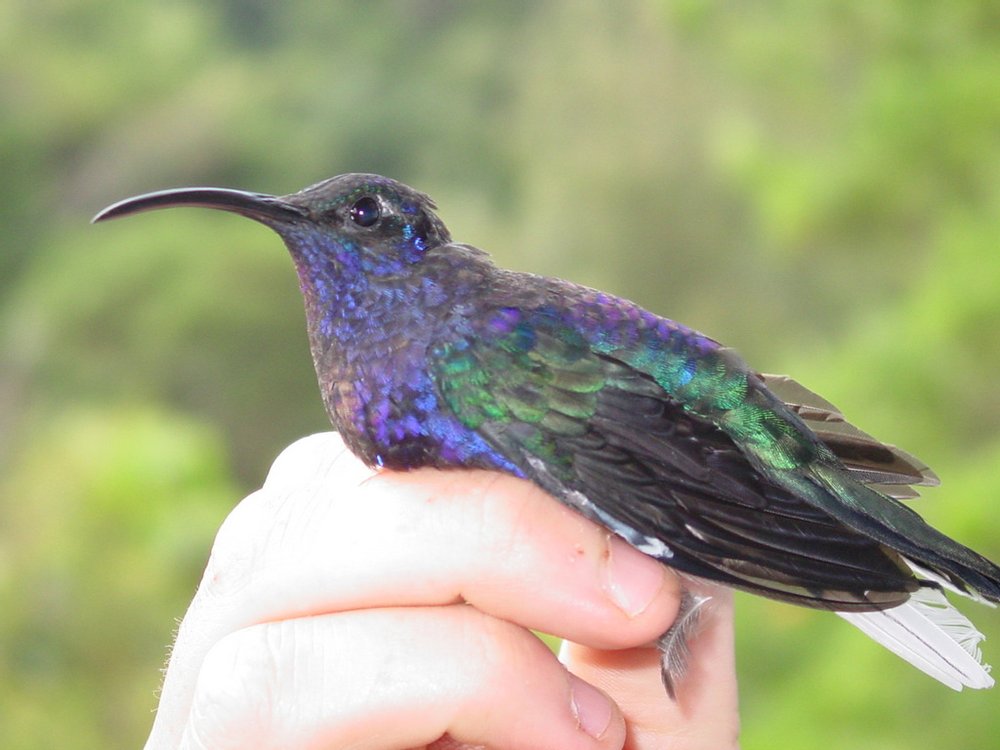 The Violet Sabrewing