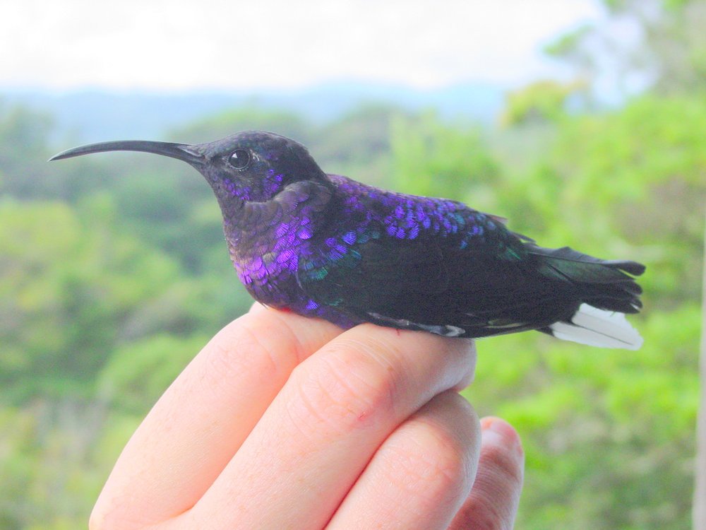 The Violet Sabrewing