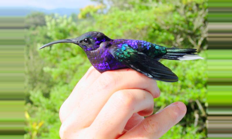 The Violet Sabrewing, Costa Rica