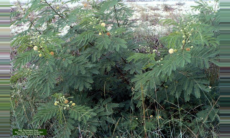 White Leadtree (Guaje) – Leucaena leucocephala