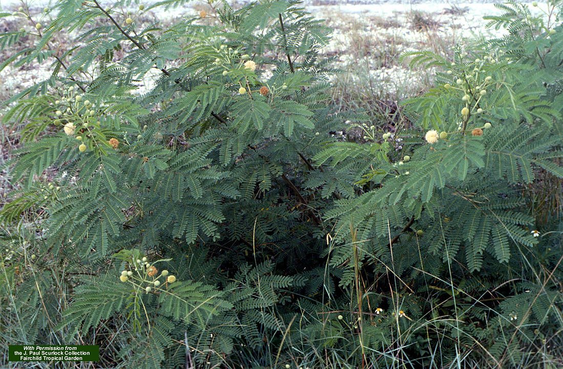 White Leadtree (Guaje) – Leucaena leucocephala