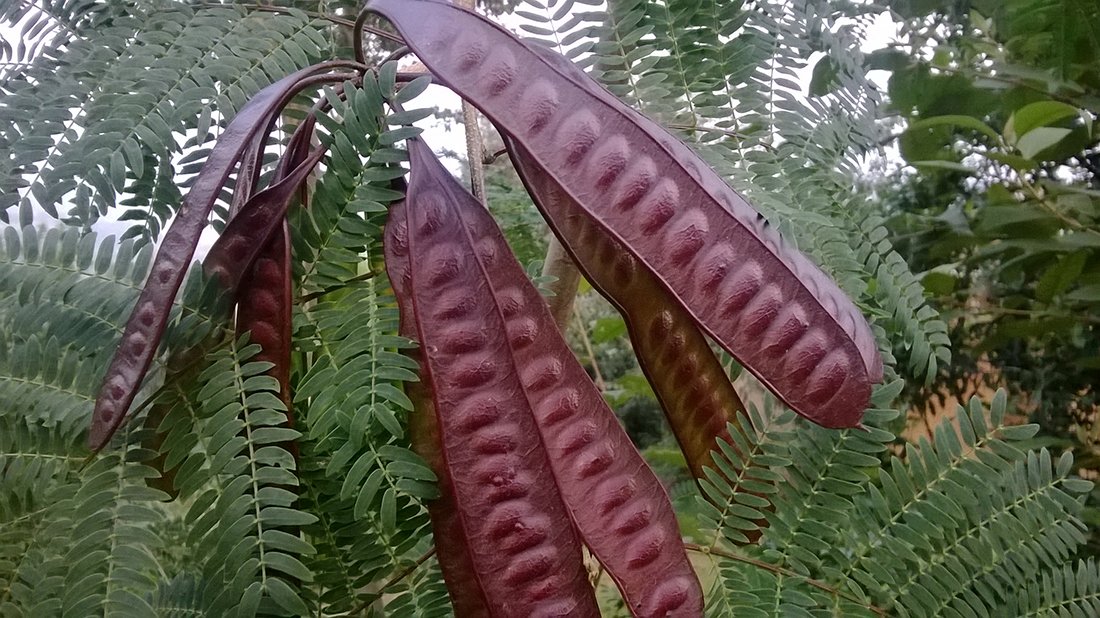 White Leadtree (Guaje) – Leucaena leucocephala