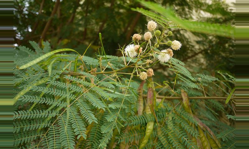 White Leadtree (Guaje) – Leucaena leucocephala