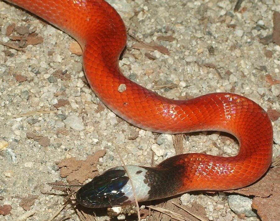 The Zopilota (reptile)