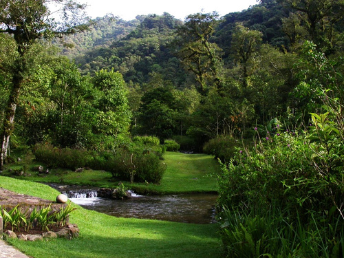 bosque de paz