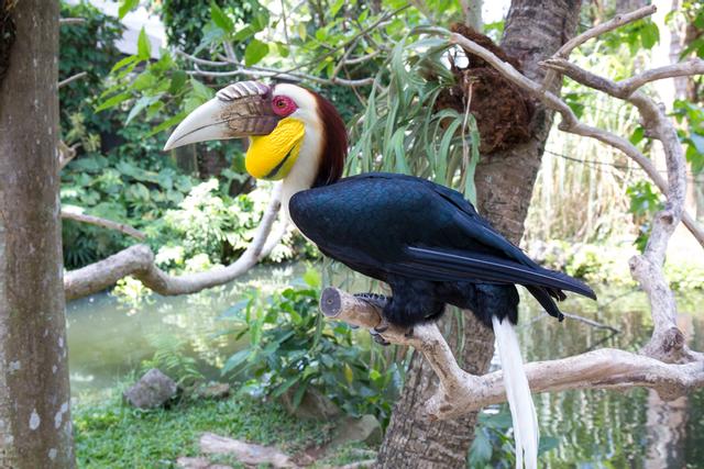 Bali Bird Park Wildlife — Bali, Indonesia