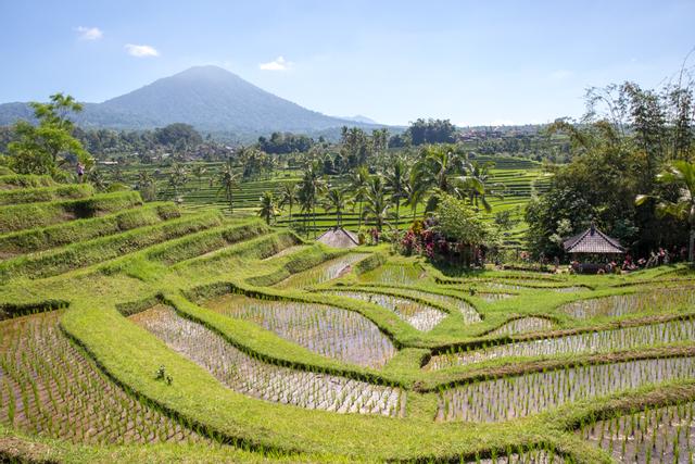 Jatiluwih Rice Terraces — Tabanan, Indonesia