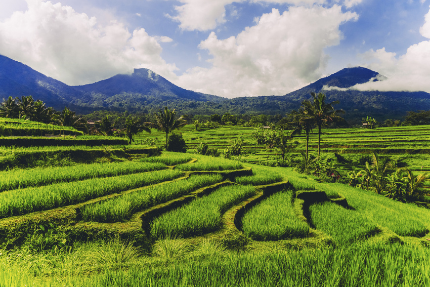 Plaga, Bali - Indonesia Travel Guide | Anywhere
