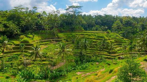 Amazing Bali - Ubud, Indonesia | Anywhere