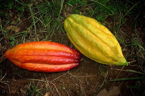 Pod Chocolate Factory: Chocolate Tour - Bali, Indonesia | Anywhere