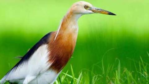 Bali Bird Walk - Ubud, Indonesia | Anywhere