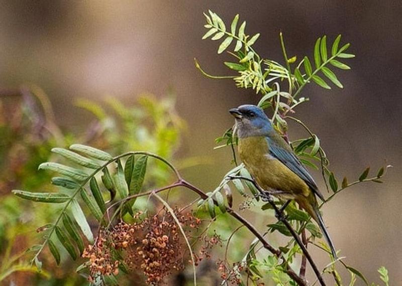 Birdwatching at the Huacarpay Lagoon - Cusco, Peru | Anywhere