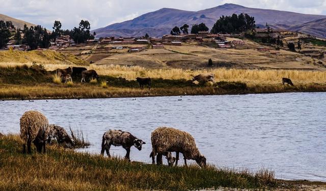 Inca Rope Bridge Qeswachaka - Cusco, Peru | Anywhere