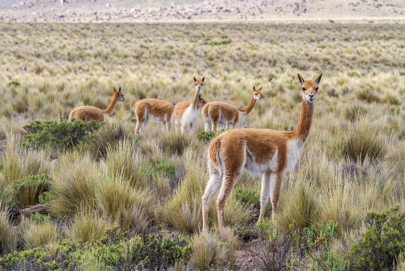 High Plains, Peru - 2024 Travel Guide