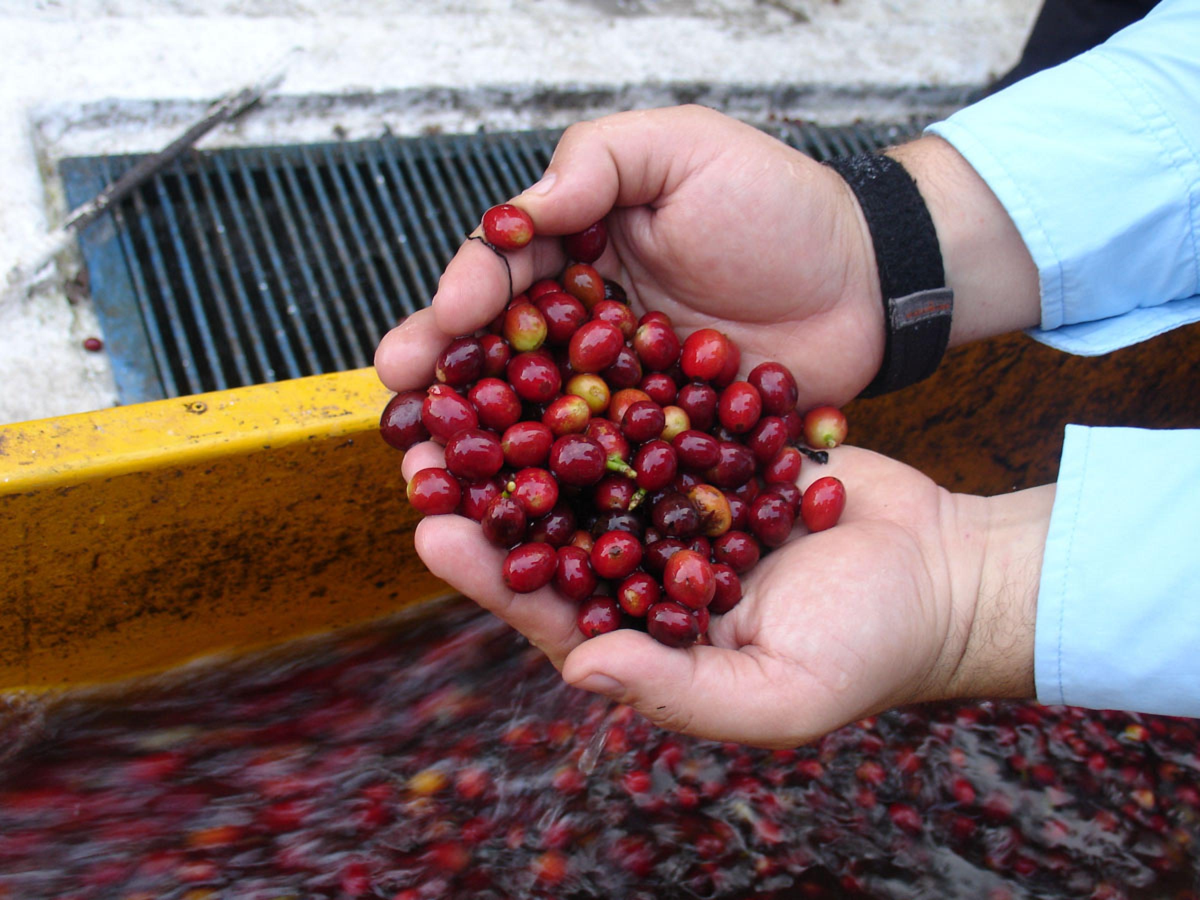 Guatemala Tours: Coffee Farm Tour - Antigua, Guatemala
