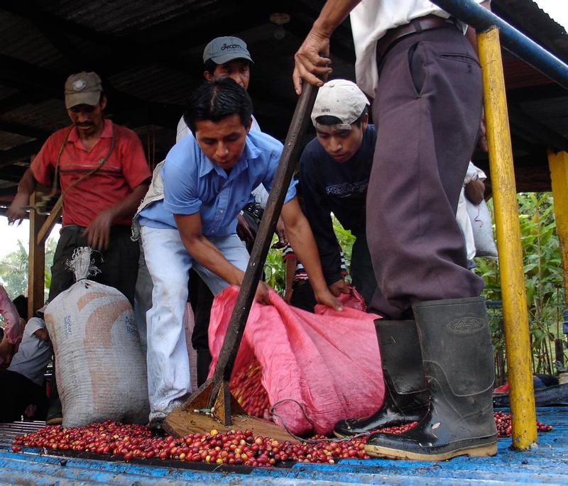 Guatemala Tours: Coffee Farm Tour - Antigua, Guatemala
