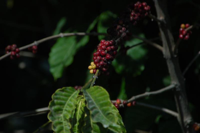 Guatemala Tours: Coffee Farm Tour - Antigua, Guatemala