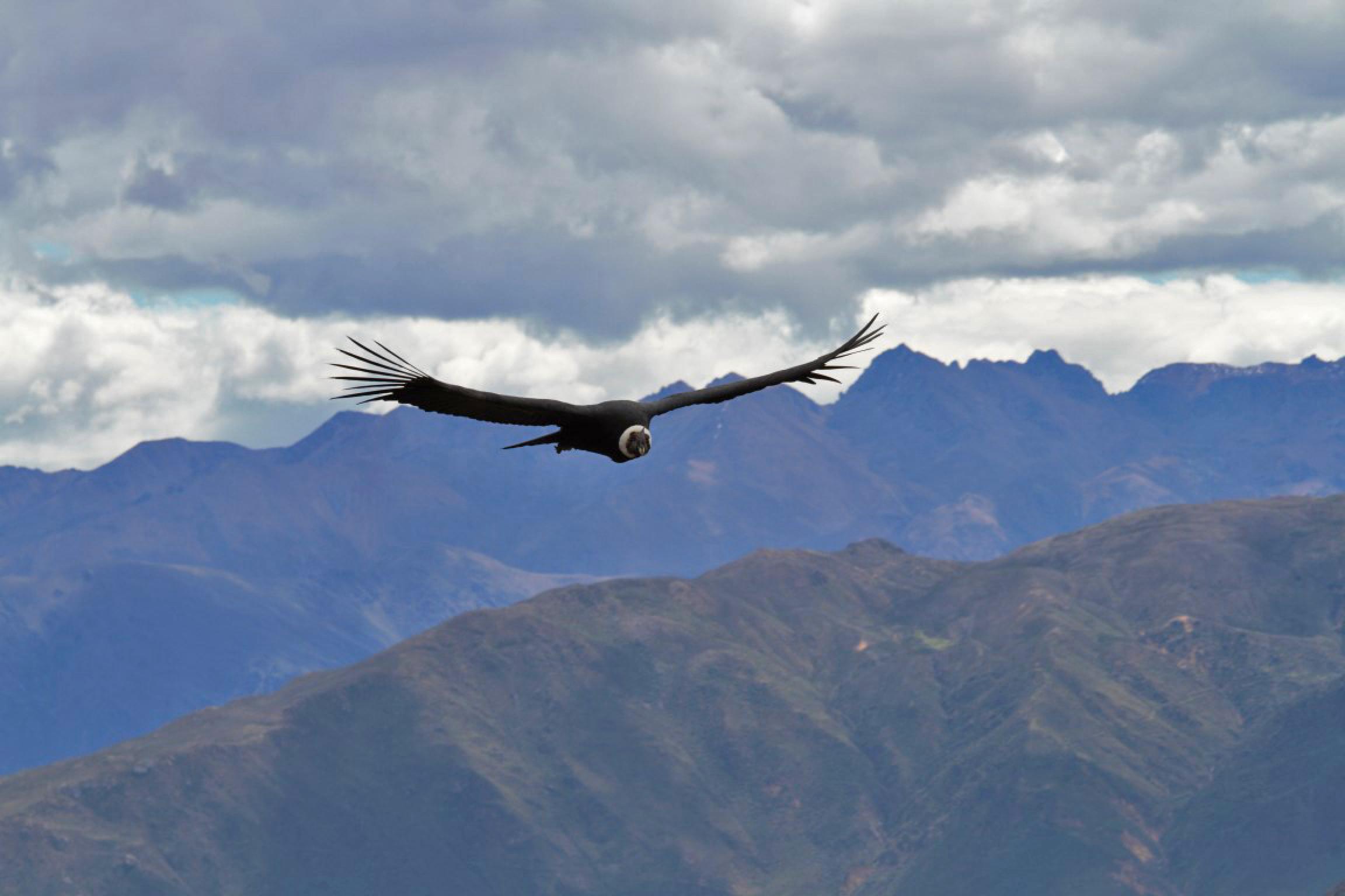 Peru Tours: The Condor of Colca Canyon, 3 days/2 nights