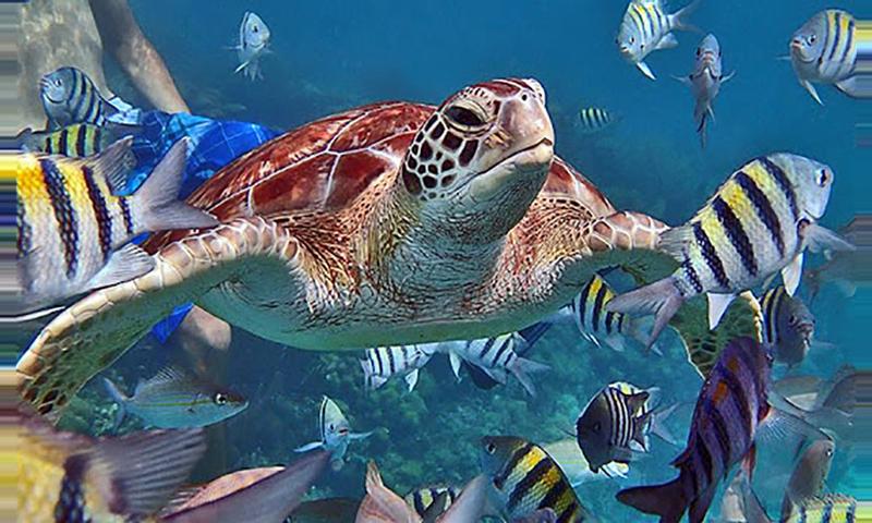 Coral Gardens Tour — Ambergris Caye, Belize