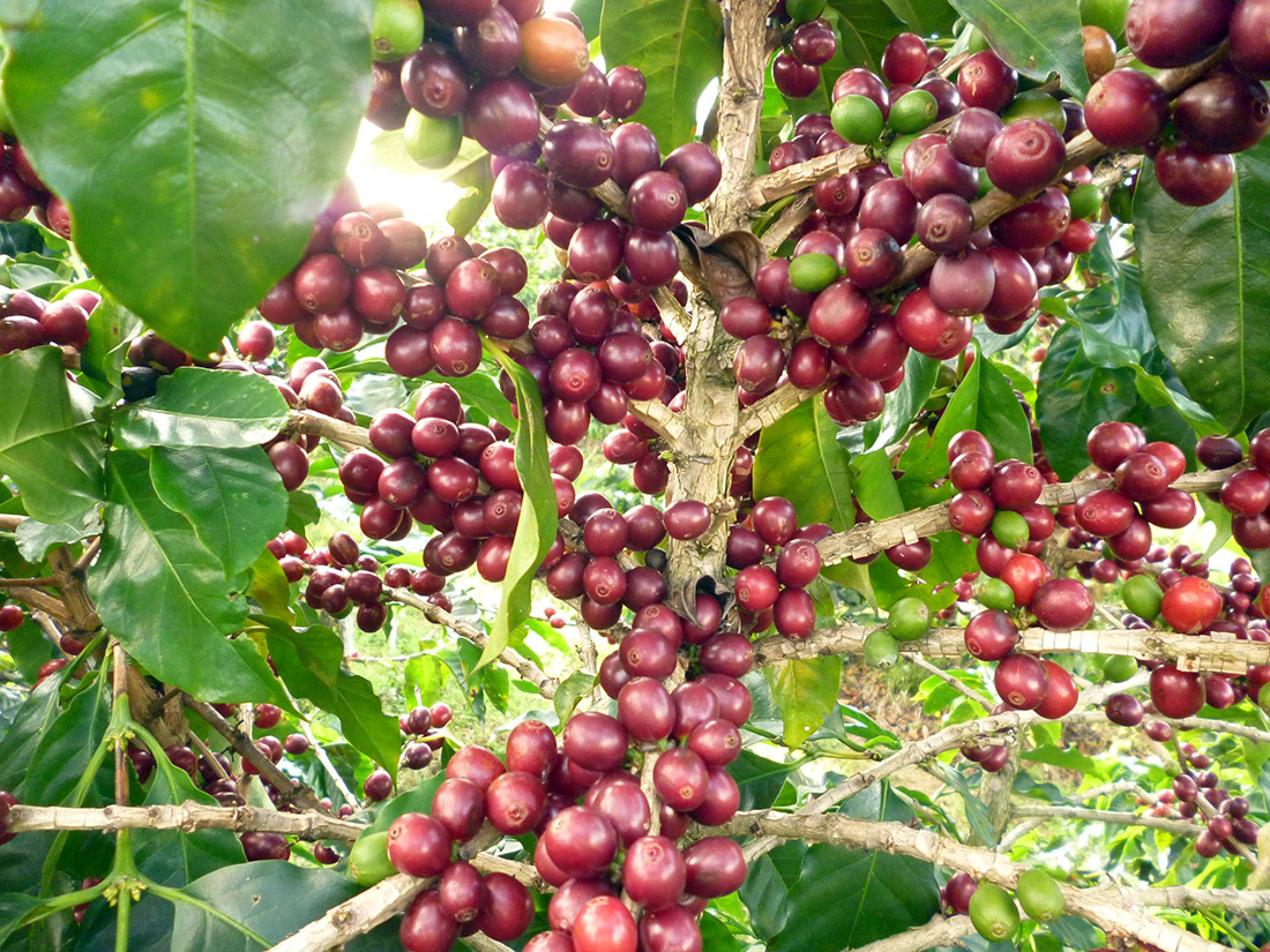 Mi Cafecito Coffee Tour - Saripiquí, Costa Rica