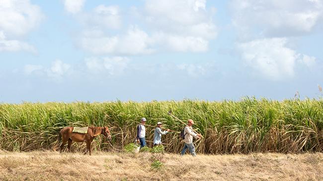 Cuban Agriculture & Farming Economy